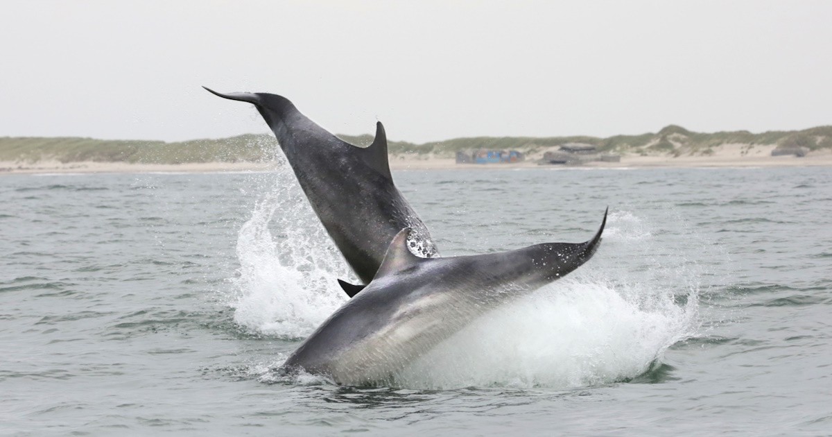 Aggressive dolphins attack porpoises in Danish waters - SDU