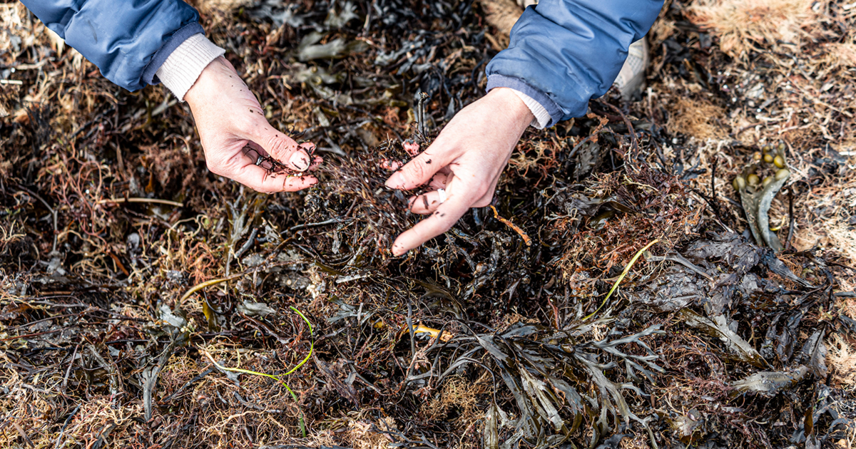 Opskyllet tang på stranden: Klamt eller værdifuldt? - SDU