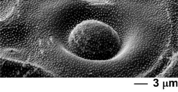 SDU Nano Optics - SDU