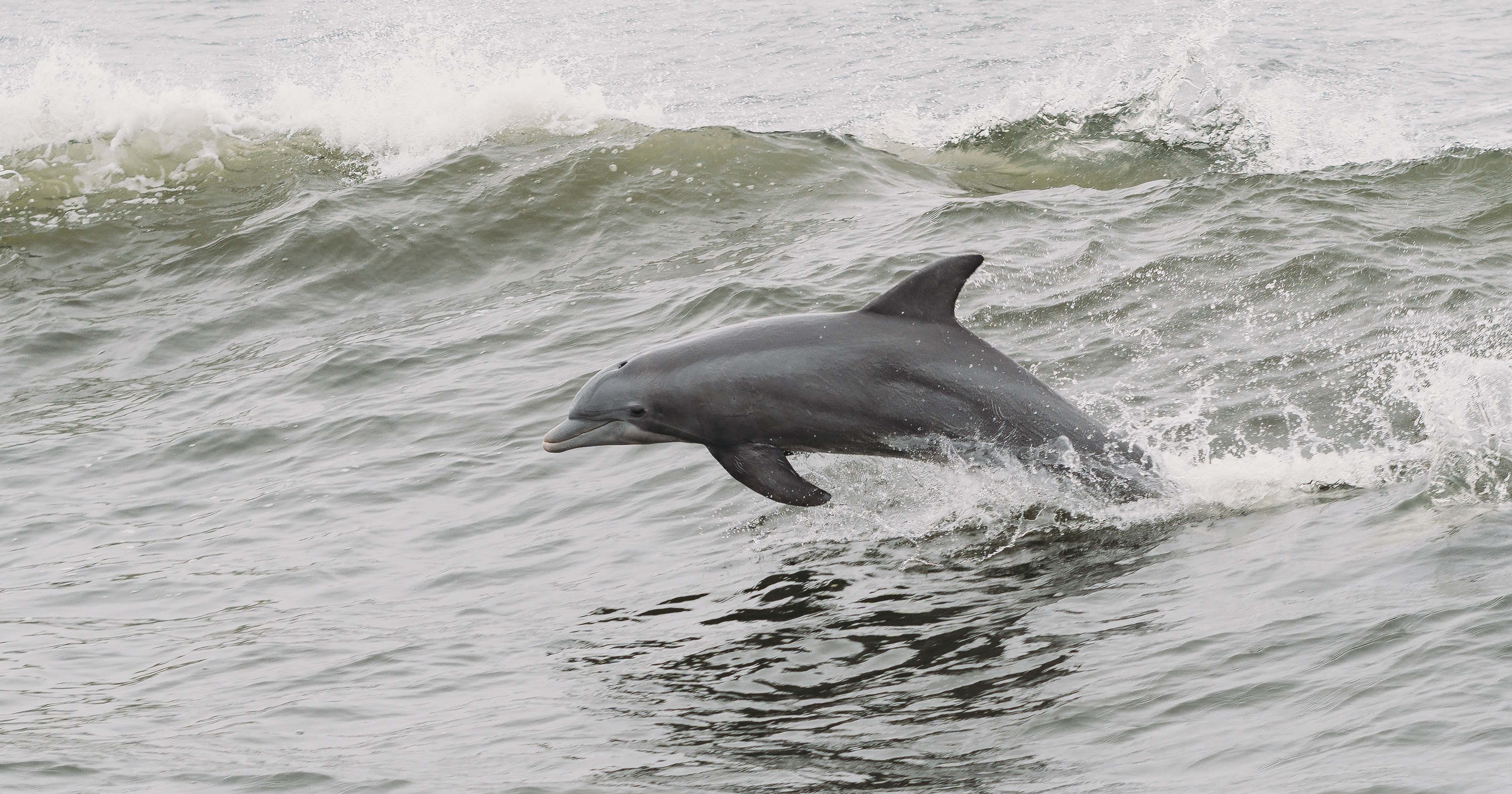 The dolphins are coming! - SDU