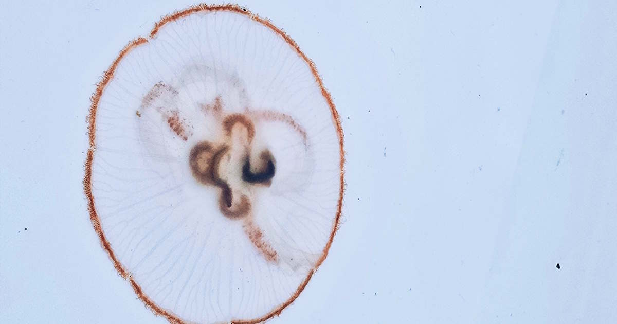 Overraskende opdagelse: Vandmænd jager børsteorm